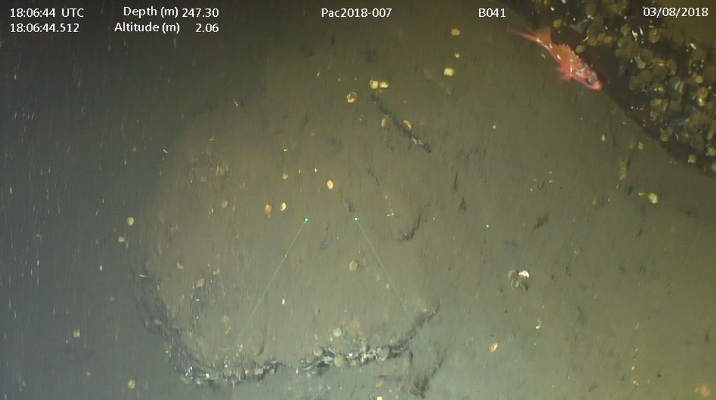 Rosethorn Rockfish (Seamounts of Canada's Large Offshore Pacific Area ...