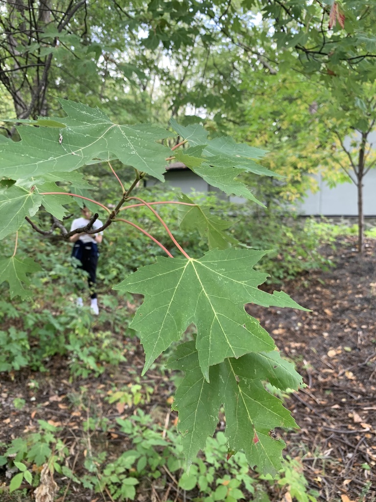maples from Mount Royal Park, Montréal, QC, CA on September 15, 2021 at ...