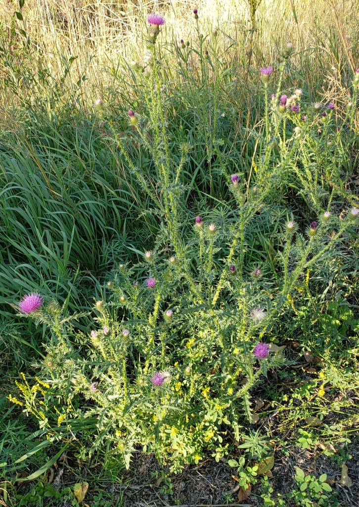 Broad-winged Thistle from Rexburg, ID, USA on September 14, 2021 at 06: ...