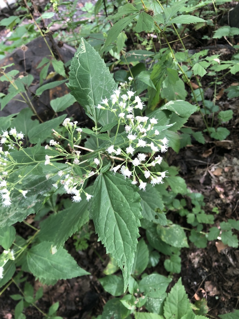 white snakeroot from Mount Royal Park, Montréal, QC, CA on September 15 ...