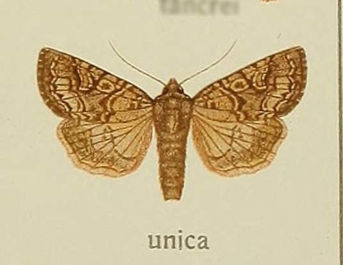 Sideridis unica · iNaturalist