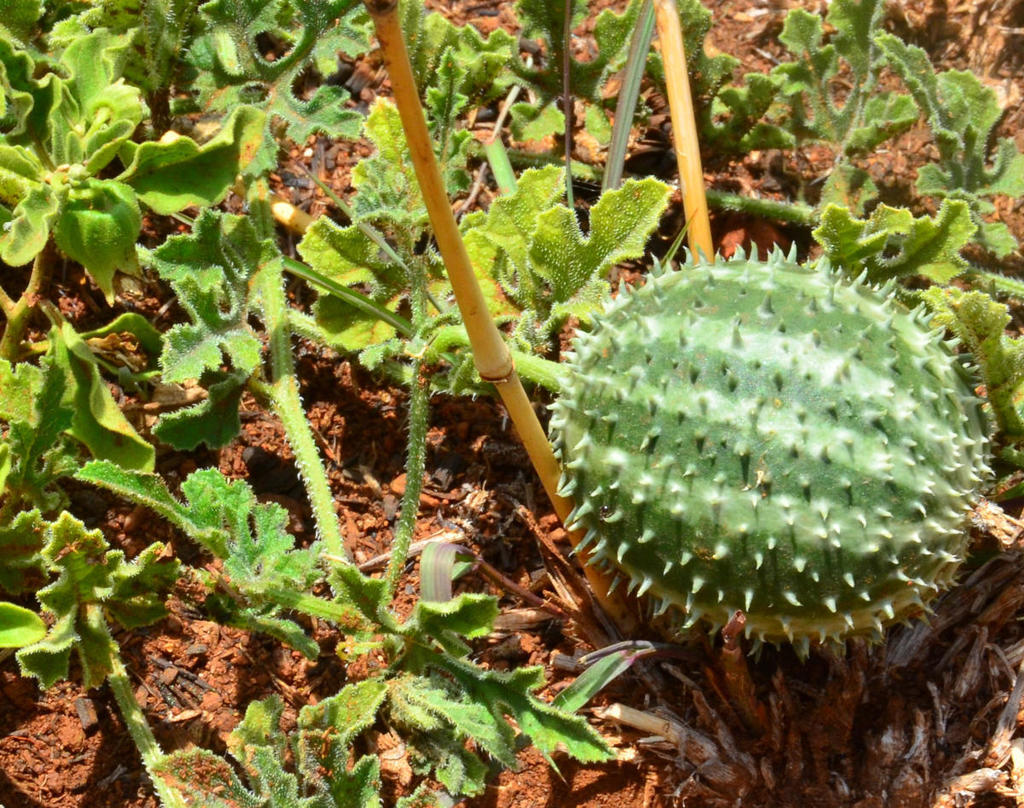 Melons & Cucumbers (Cucumis) - Botanical Realm