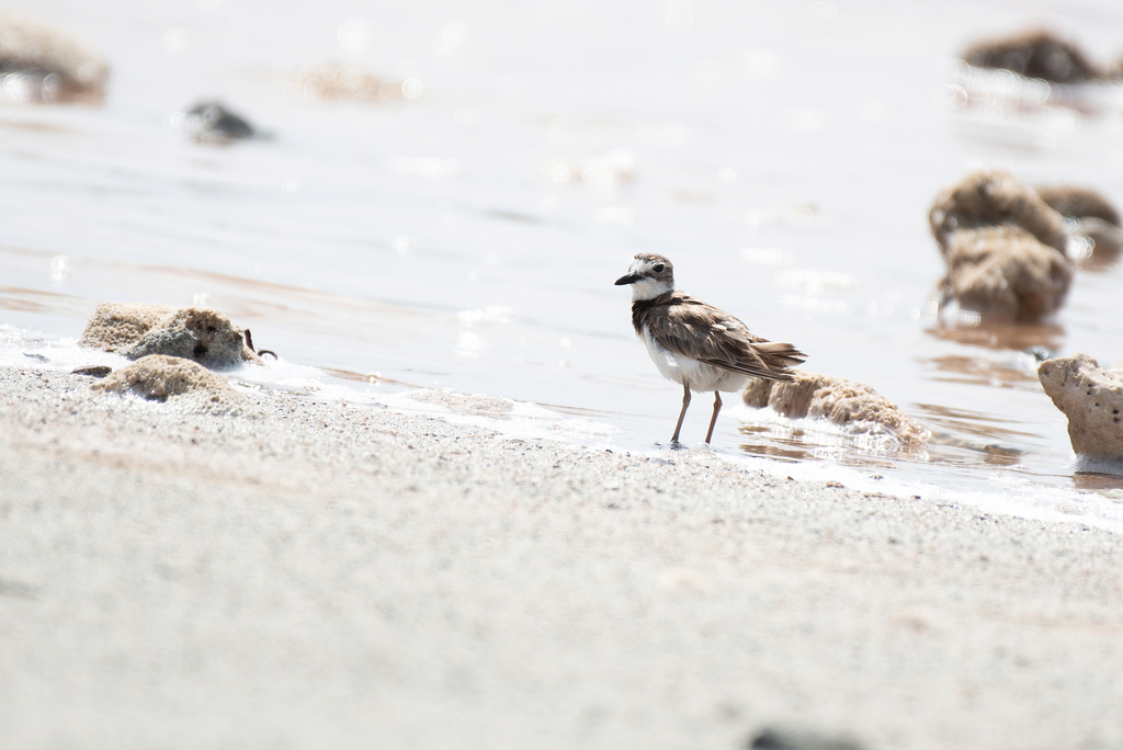 Wilson's Plover from Central, St John 00830, USVI on June 22, 2021 at ...