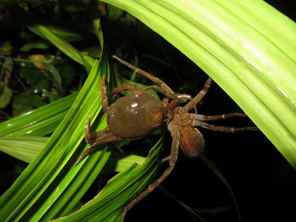 Trinidad Freshwater Crab from Sangre Grande Regional Corporation ...