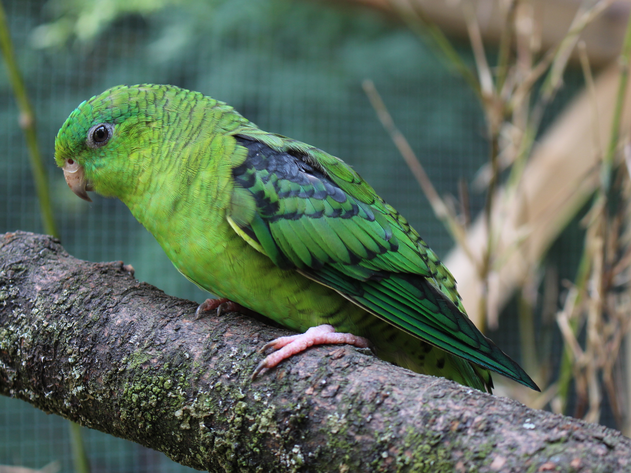Yellow Lineolated Parakeet