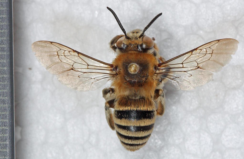 Karoo Big Digger Bee from Between Bloemfontein and Bultfontein on March ...
