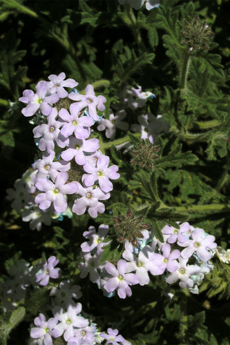 Southwestern Mock Vervain (Verbena gooddingii) · iNaturalist