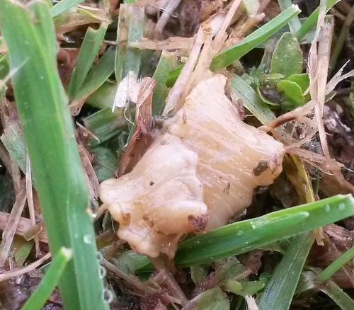 Milk-worms (Moniezia)