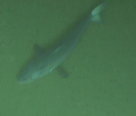 Sablefish (Seamounts of Canada's Large Offshore Pacific Area of ...