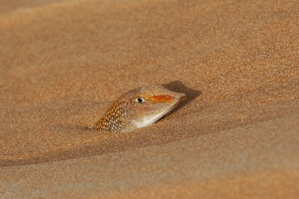 Eastern Skink from Sweihan, UAE on June 10, 2013 by dhfischer · iNaturalist
