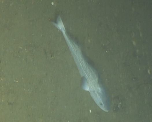 Sablefish (Seamounts of Canada's Large Offshore Pacific Area of ...