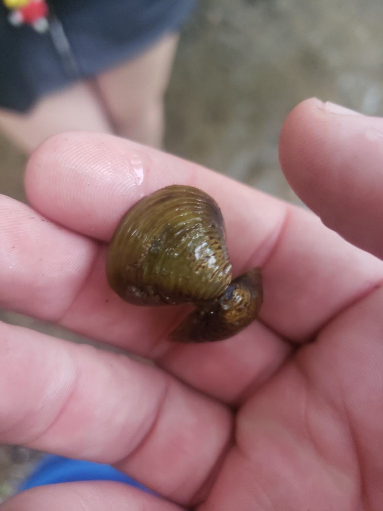Asian Clam from Greenville on September 15, 2021 at 06:12 PM by Tyler ...