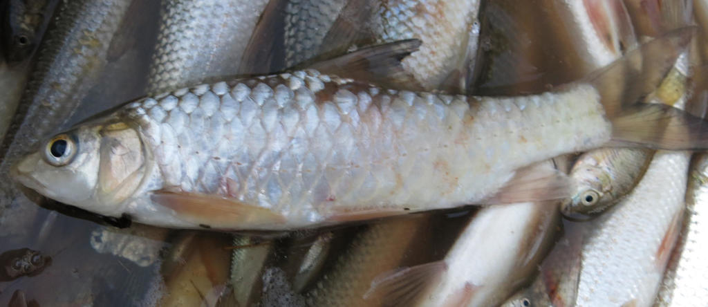 Large-scale Yellowfish from Medike on May 20, 2015 by Ryan van ...