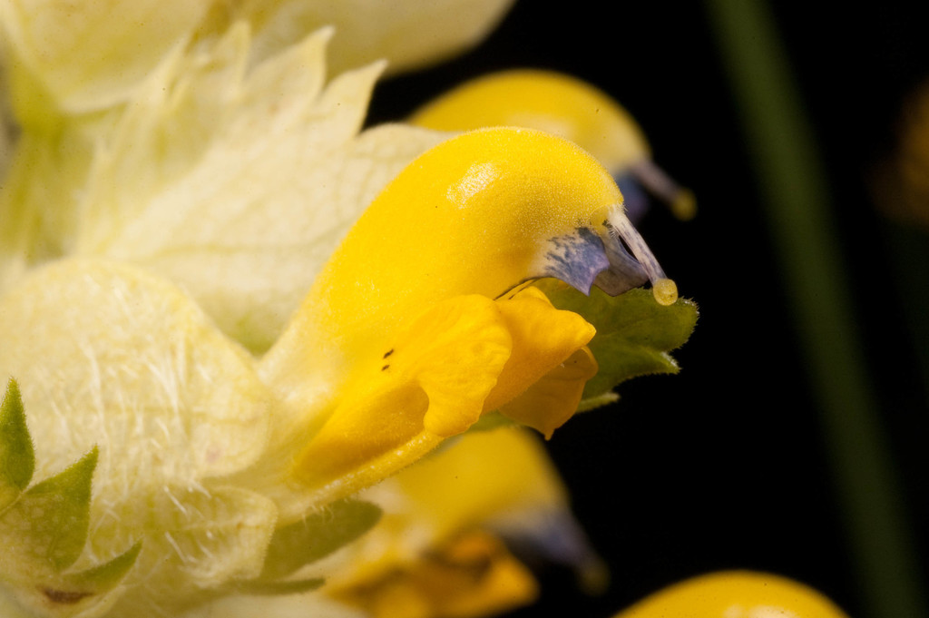 Rattles (Orobanchaceae (Broomrape) of the Pacific Northwest) · iNaturalist