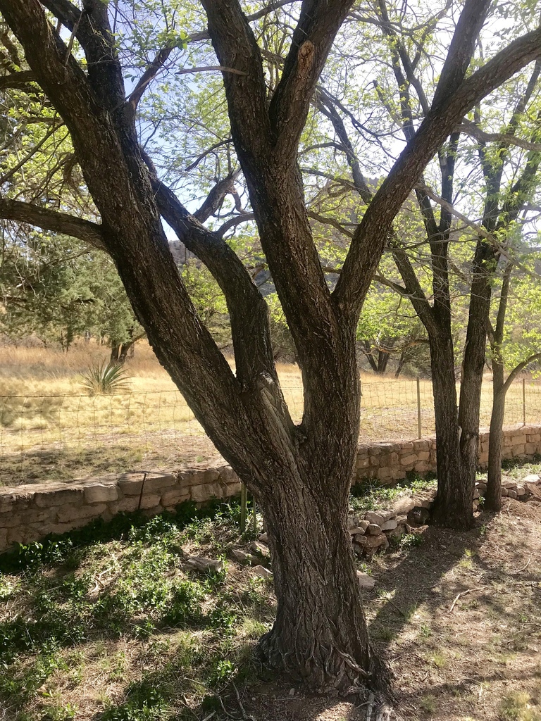 Siberian elm (Ulmus pumila) - Botanical Realm