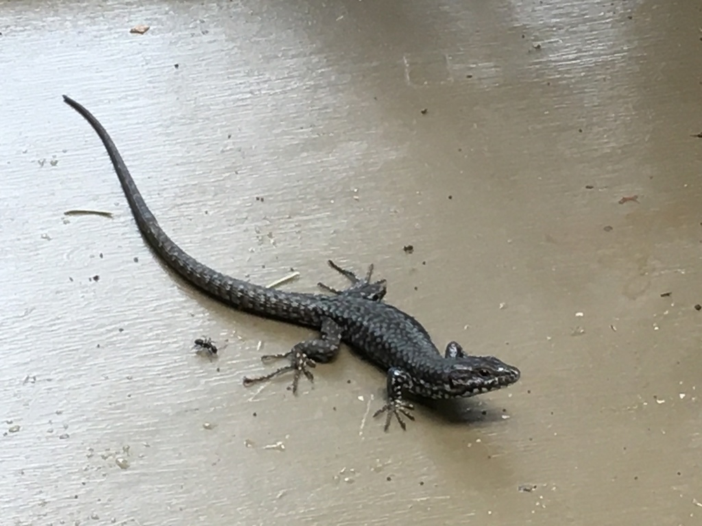 Common Wall Lizard from Hedgerow Ln, Cincinnati, OH, US on September 15 ...