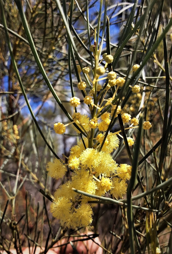 Awl-leaf Wattle from Glen Davis NSW 2846, Australia on September 15 ...