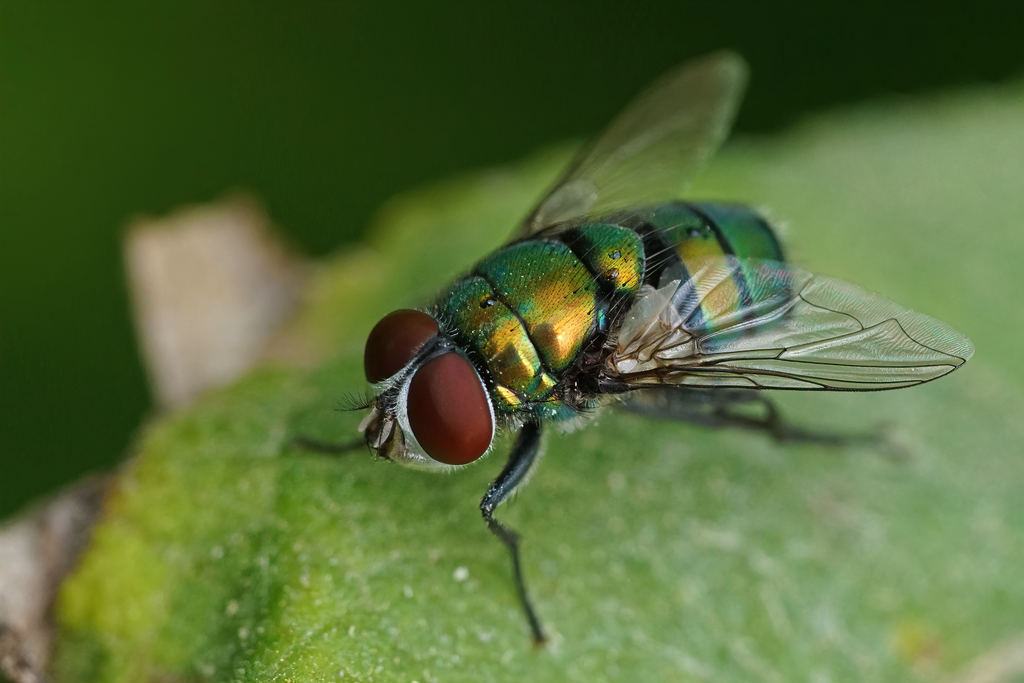 Banded Blowfly from Blue Eye, Albania on September 6, 2021 at 07:37 PM ...
