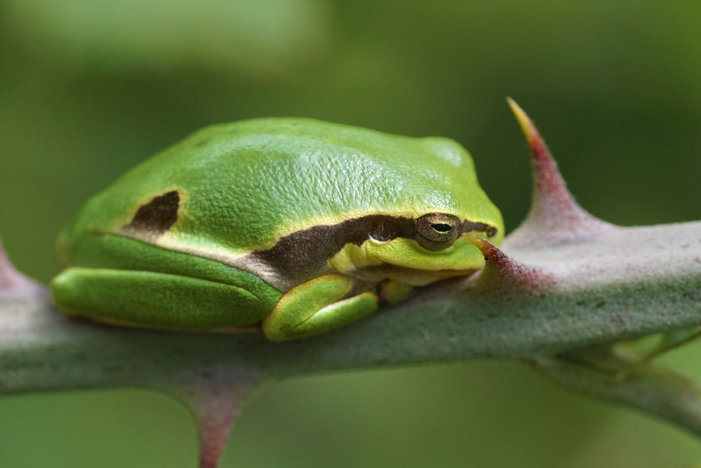 European Tree Frog from Blue Eye, Albania on September 06, 2021 at 07: ...