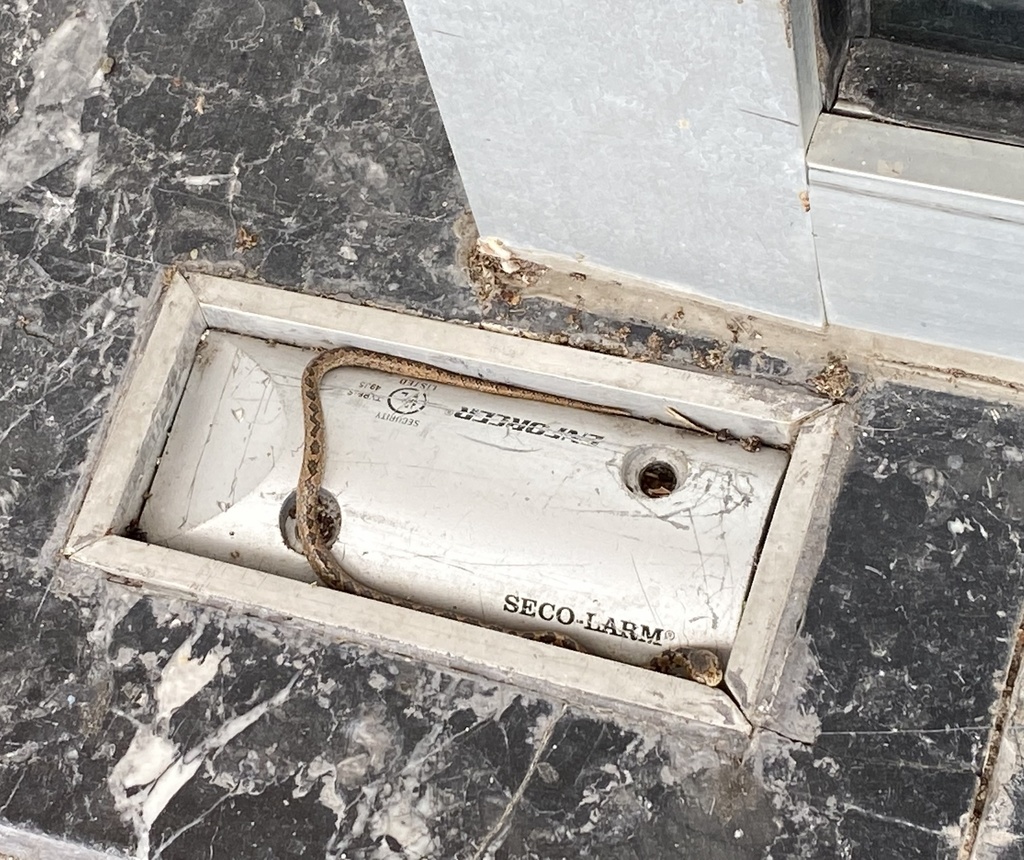 Pygmy Snail Sucker from La Isla Mérida Cabo Norte, Mérida, YUC, MX on ...