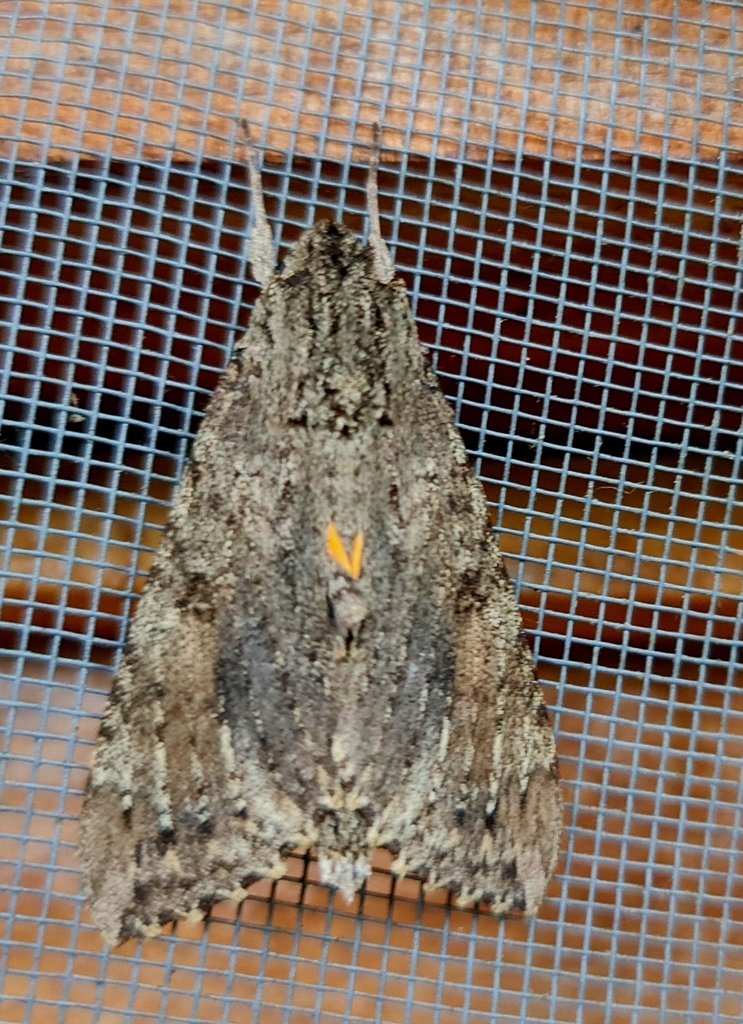 Butterflies and Moths from Penonomé, Panamá on September 14, 2021 at 05 ...
