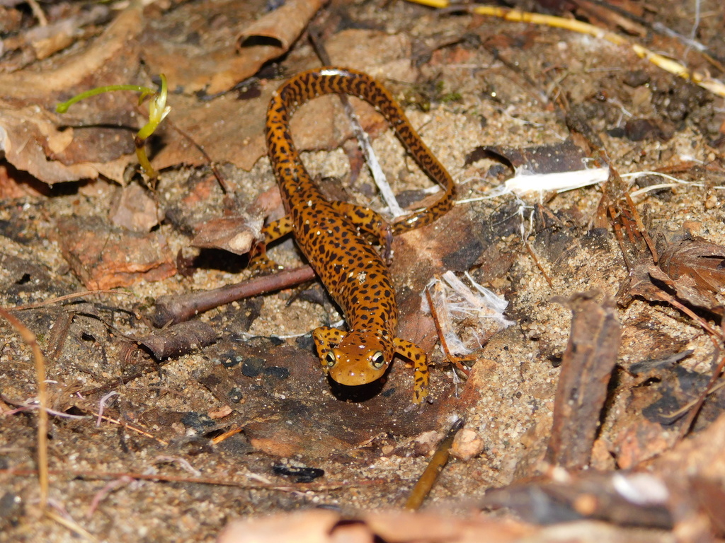 Long-tailed Salamander from Carter County, US-TN, US on September 14 ...