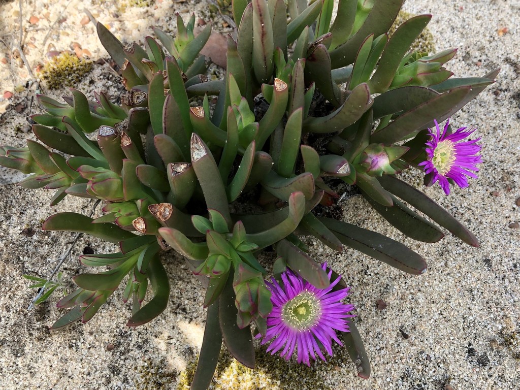 inland pigface from Baan Hill SA 5302, Australia on September 14, 2021 ...