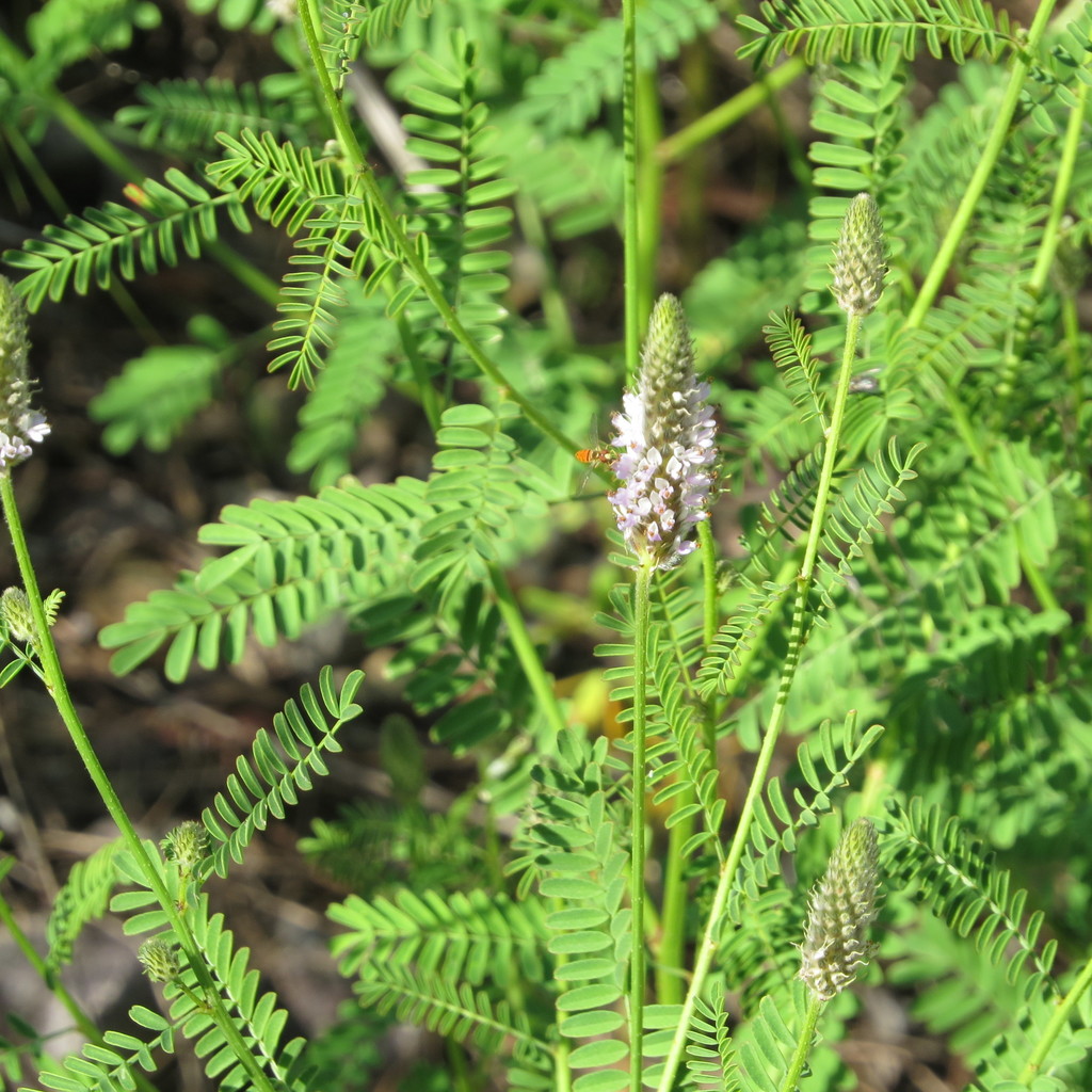 foxtail prairie clover from Sierra Vista, AZ, USA on September 15, 2021 ...