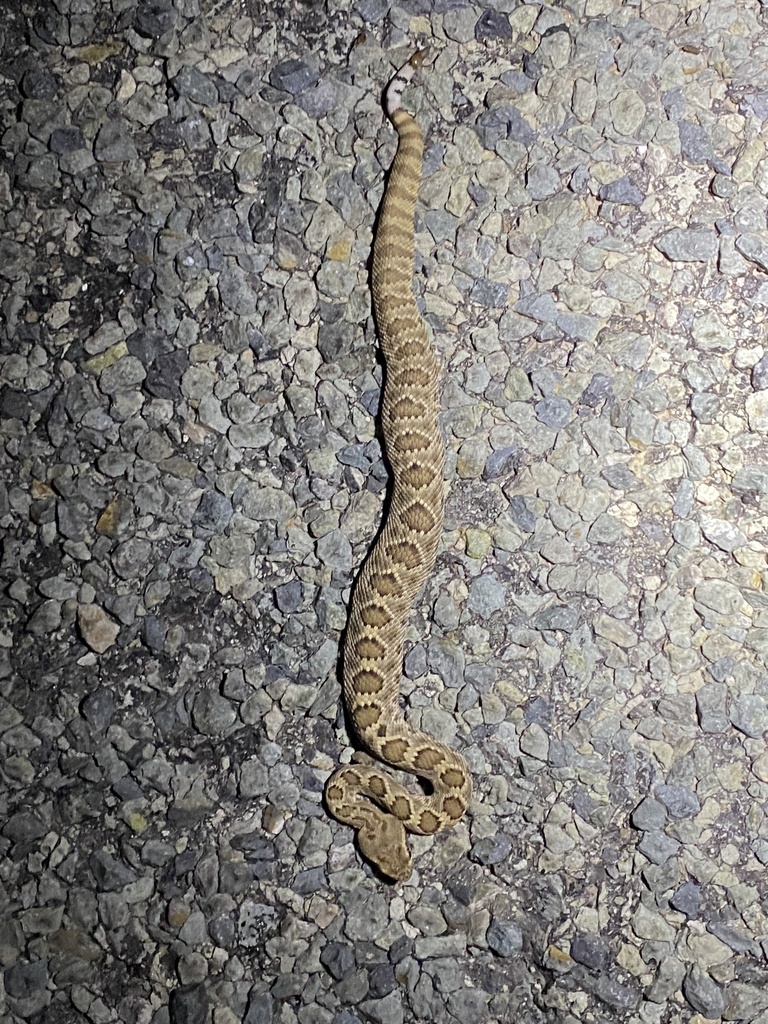 Mojave Rattlesnake in September 2021 by Tim Warfel · iNaturalist