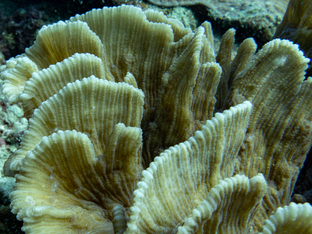 Pectinia lactuca (Pallas, 1766)