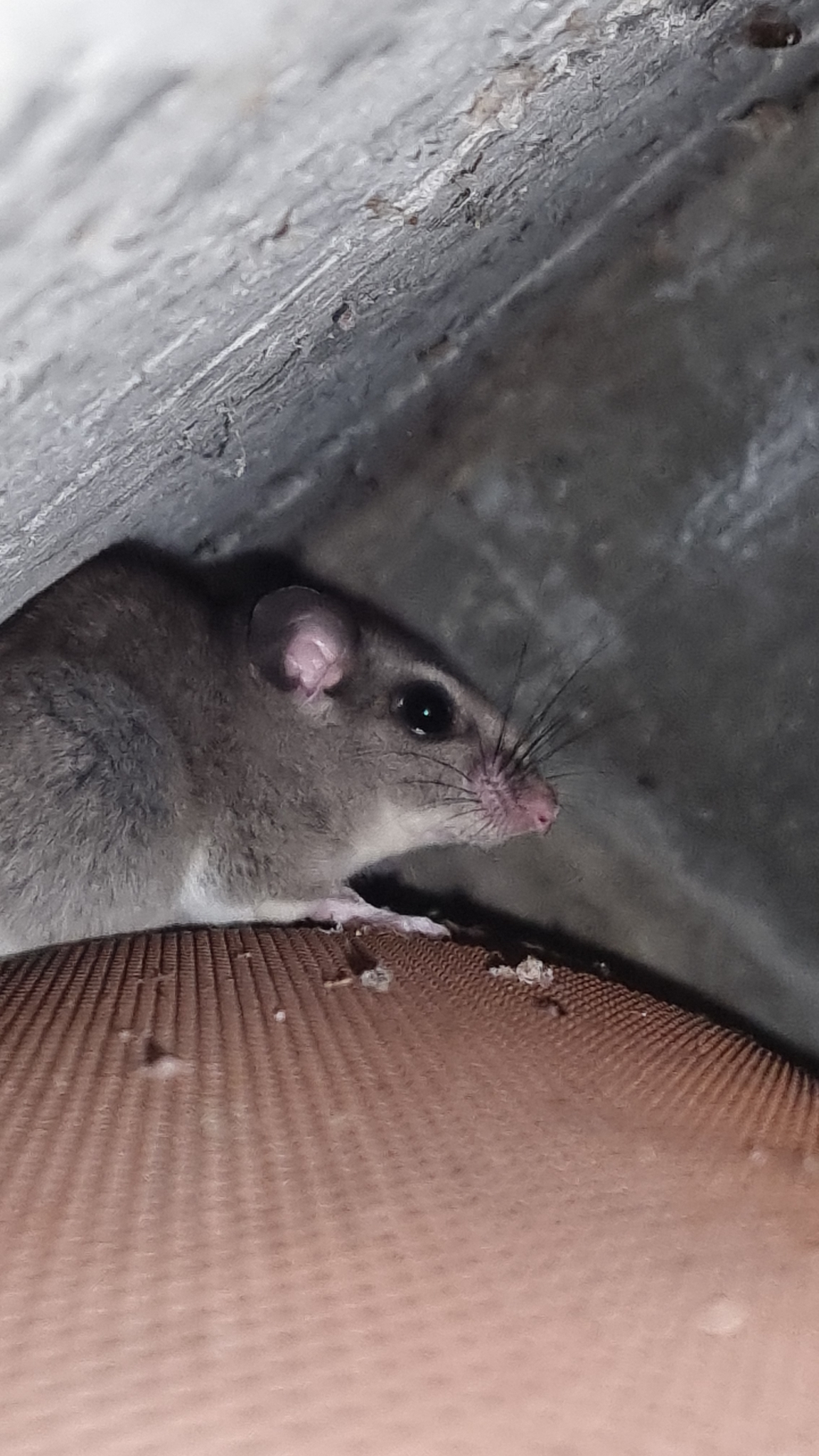 Ototylomys phyllotis Merriam, 1901