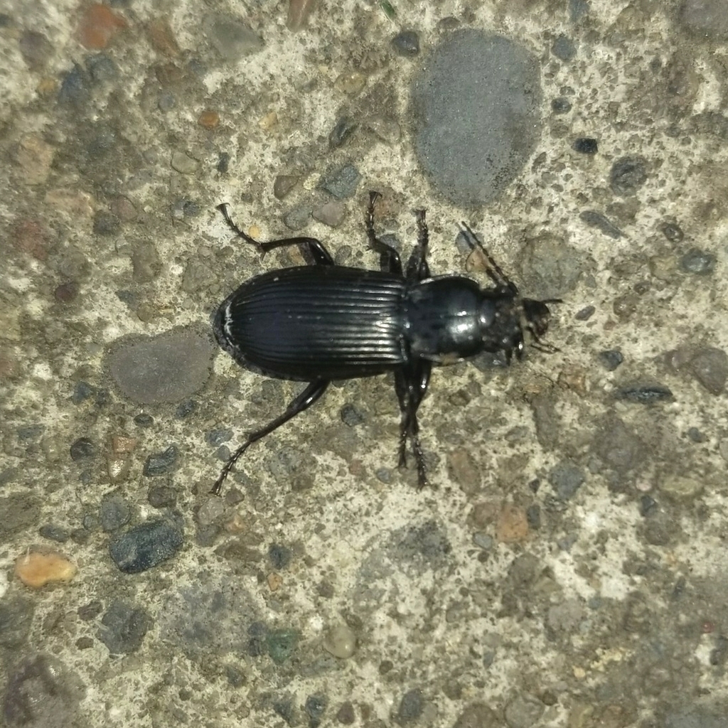 Rain Beetle from Lane County, US-OR, US on September 15, 2021 at 09:05 ...