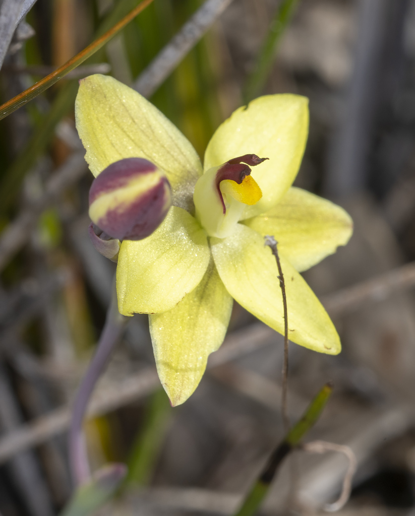 lemon-scented sun orchid from Lesley WA 6111, Australia on September 17 ...