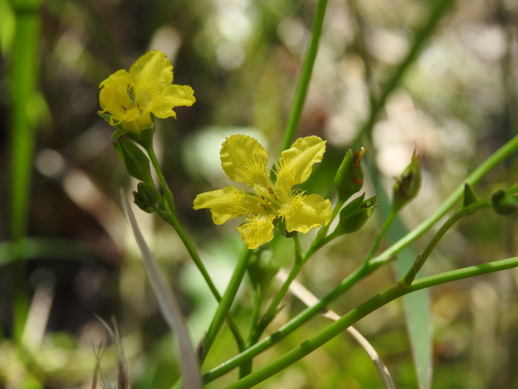 erect marsh flower from Boonooroo Plains QLD 4650, Australia on ...