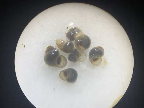 Small Gland Carico Pyrg (Pyrgulopsis bifurcata) · iNaturalist