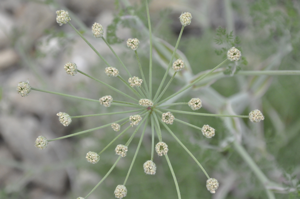 Astrodaucus littoralis from Feodosiis'ka, UA-KR, UA on May 22, 2021 at ...