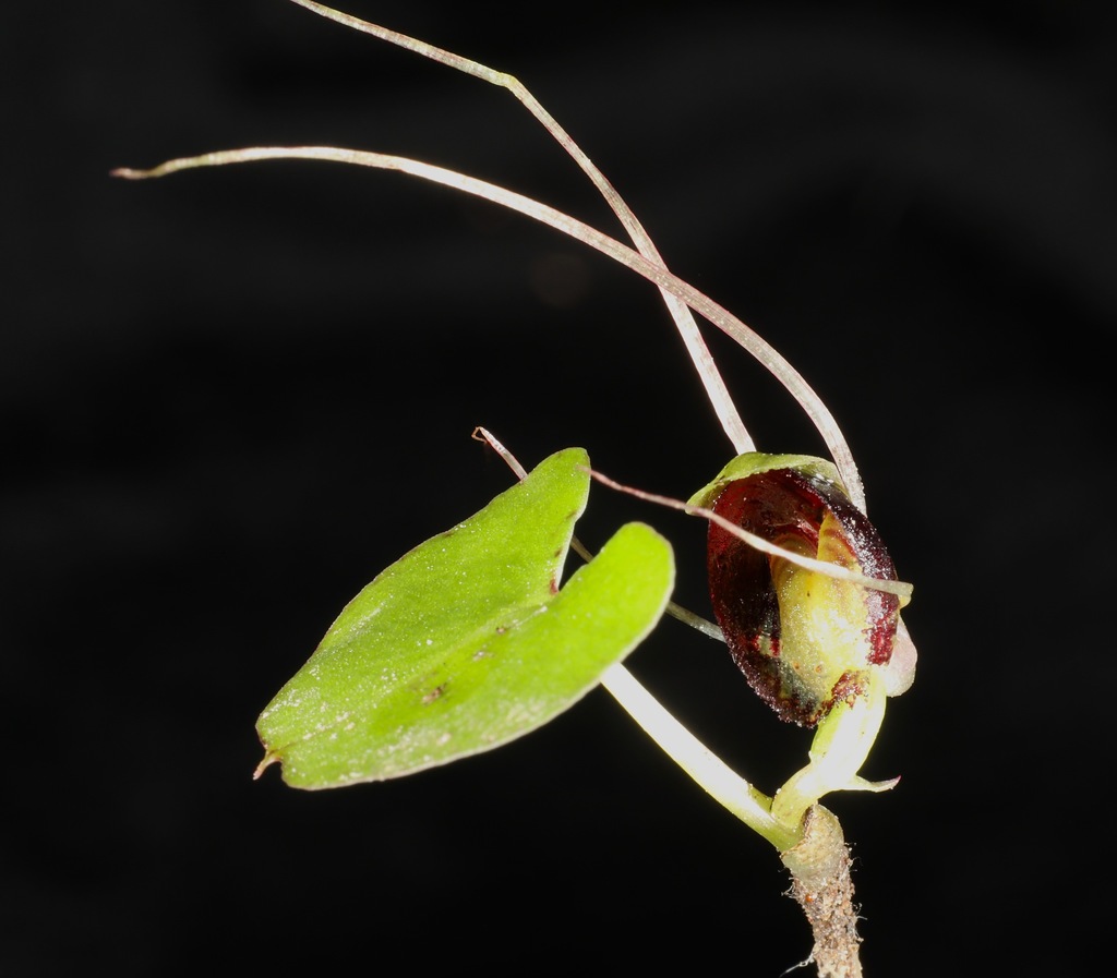 Corybas sanctigeorgianus from Christchurch including Banks Peninsula ...