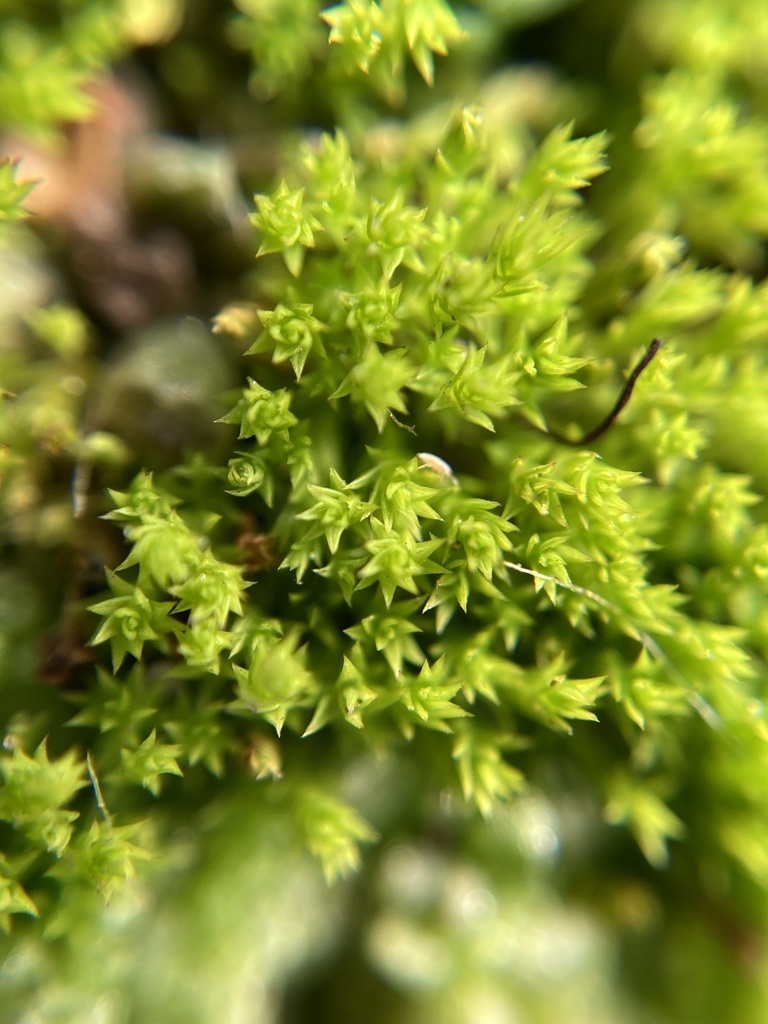 Hornschuch's Beard-moss from Rundle Park / Kadlitpina (Park 13 ...