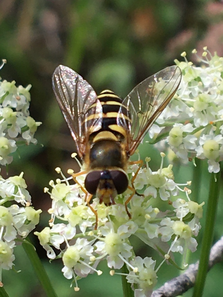 Common Flower Flies from Yukon, Yukon, Canada on July 16, 2021 at 05:13 ...