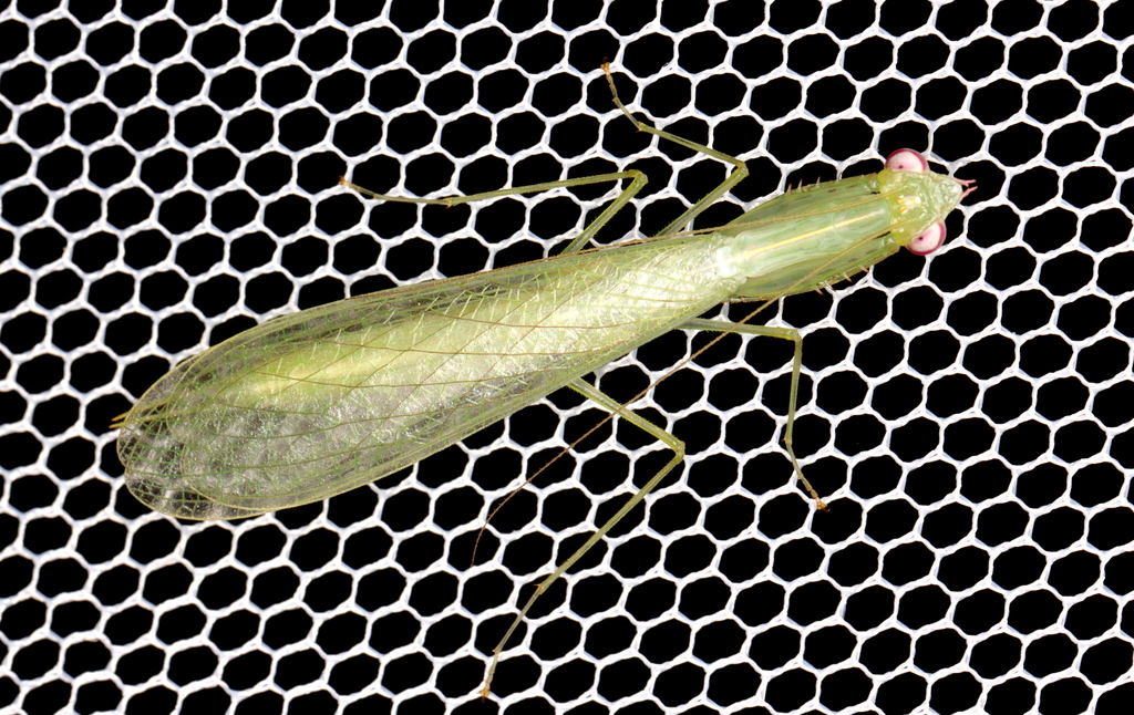 Snake Mantis from Mill, Tinonee NSW 2430, Australia on September 16 ...