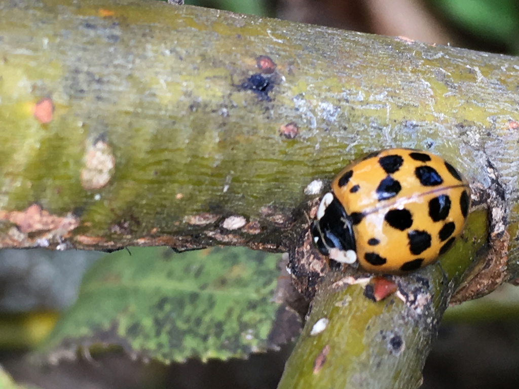 Asian Lady Beetle from Pourakau Bay, Rotorua, Waikato, New Zealand on ...