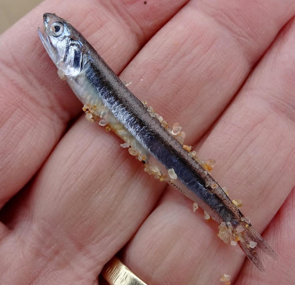 Japanese Anchovy (Engraulis japonicus) - Marine Life Identification