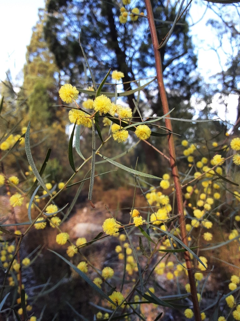 swamp wattle from Bogee NSW 2849, Australia on September 15, 2021 at 03 ...