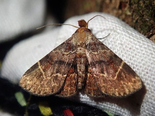 Maguda telisai · iNaturalist