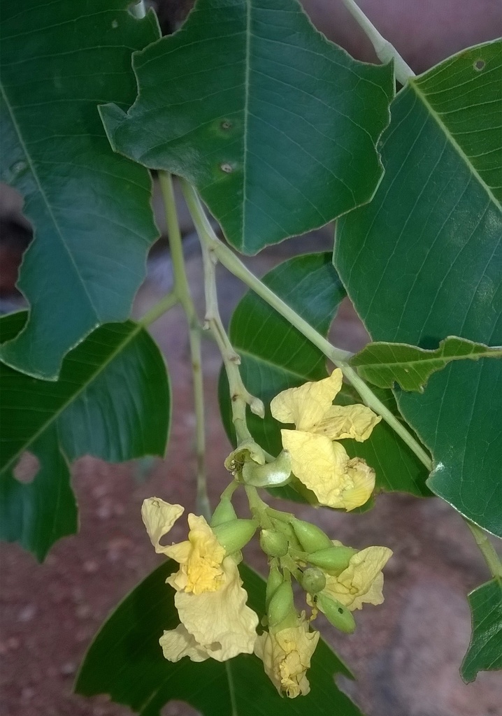 red sanders (Pterocarpus santalinus) - Botanical Realm
