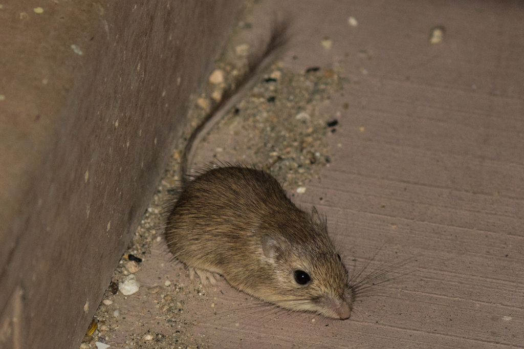 Chaetodipus (生肖之鼠 of the world part 1) · iNaturalist