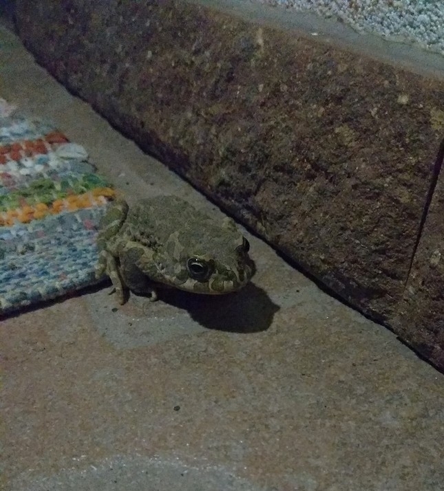Green Toad from Novi Petrivtsi, Kyiv Oblast, Ukraine on September 07 ...