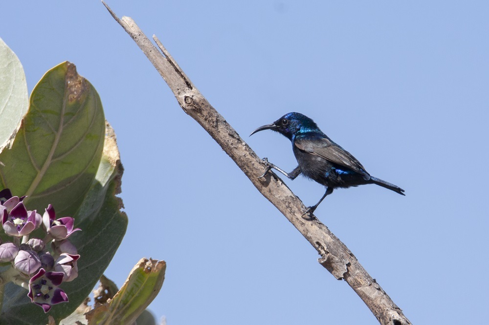 Palestine Sunbird from Sink Hole, Oman on January 28, 2015 at 06:36 PM ...