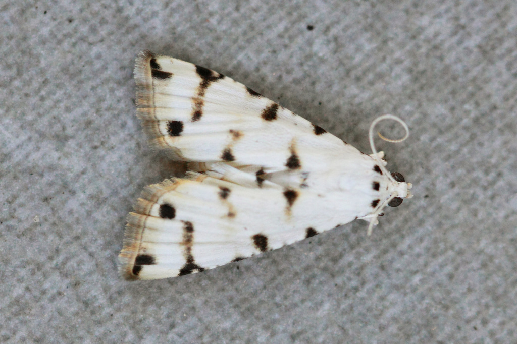 Pycnarmon meritalis from Brisbane QLD, Australia on July 12, 2015 at 06 ...