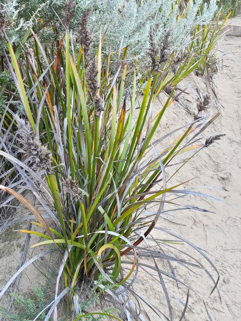 Coast Sword-sedge from Sorrento VIC 3943, Australia on September 16 ...